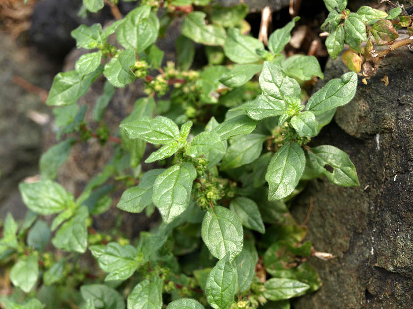 Parietaria officinalis e Parietaria judaica - PHYTOALIMURGIA